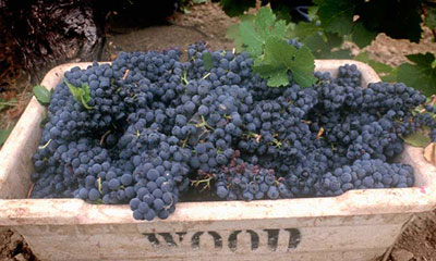 Napa Valley Vintners - Authority on the Napa wine region